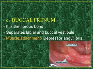 Anatomical Landmarks Mandibular prosthodontics | PPTX