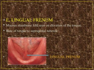 Anatomical Landmarks Mandibular prosthodontics | PPTX