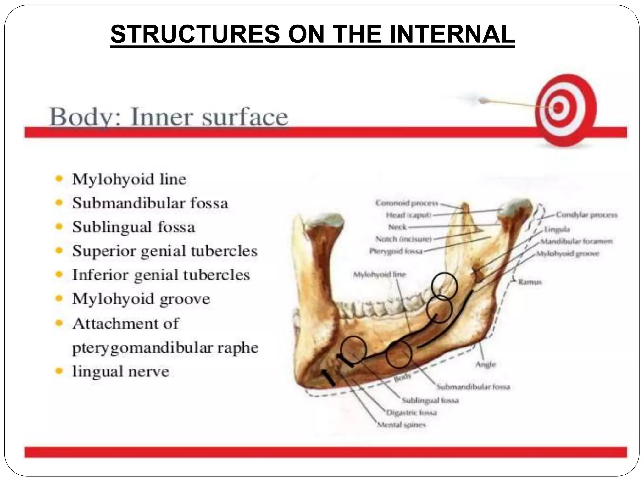 MANDIBULAR ANATOMICAL LANDMARK APOORWA - Copy - Copy.pptx