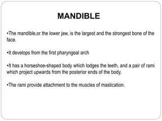 MANDIBULAR ANATOMICAL LANDMARK APOORWA - Copy - Copy.pptx
