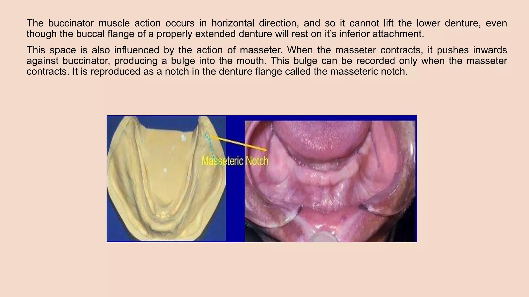 Mandibular anatomical landmarks | PPTX