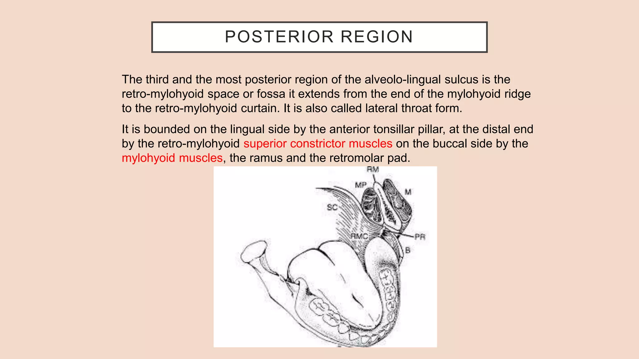 Mandibular anatomical landmarks | PPTX | Dental Health | Diseases and ...