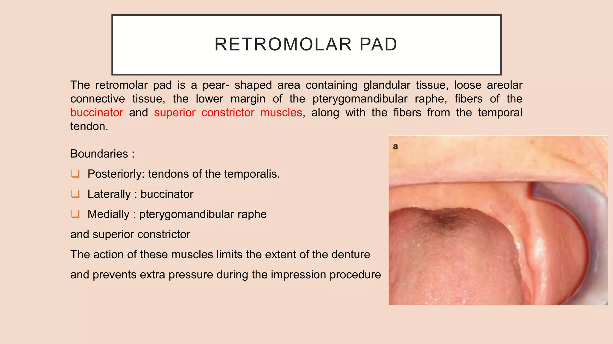 Mandibular anatomical landmarks | PPTX