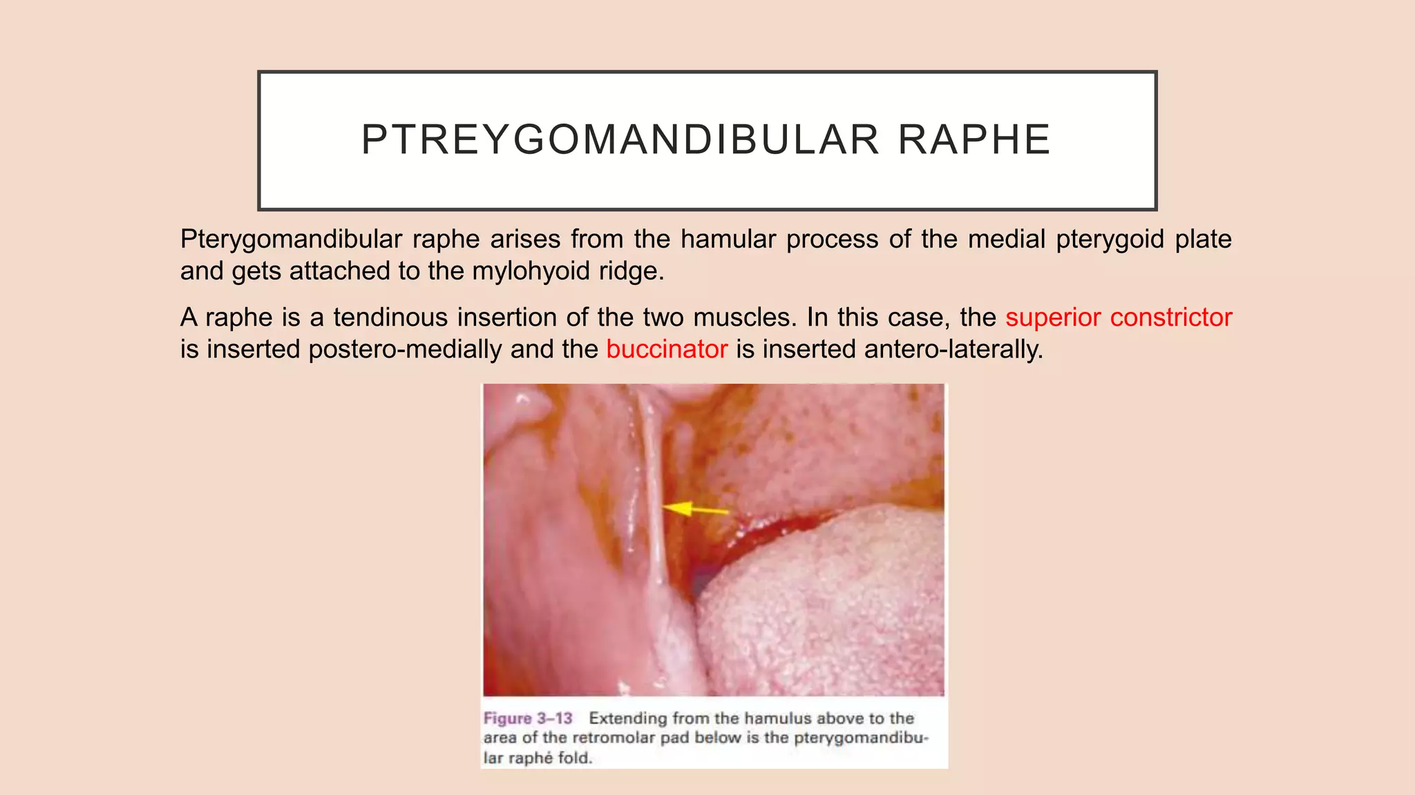 Mandibular anatomical landmarks | PPTX