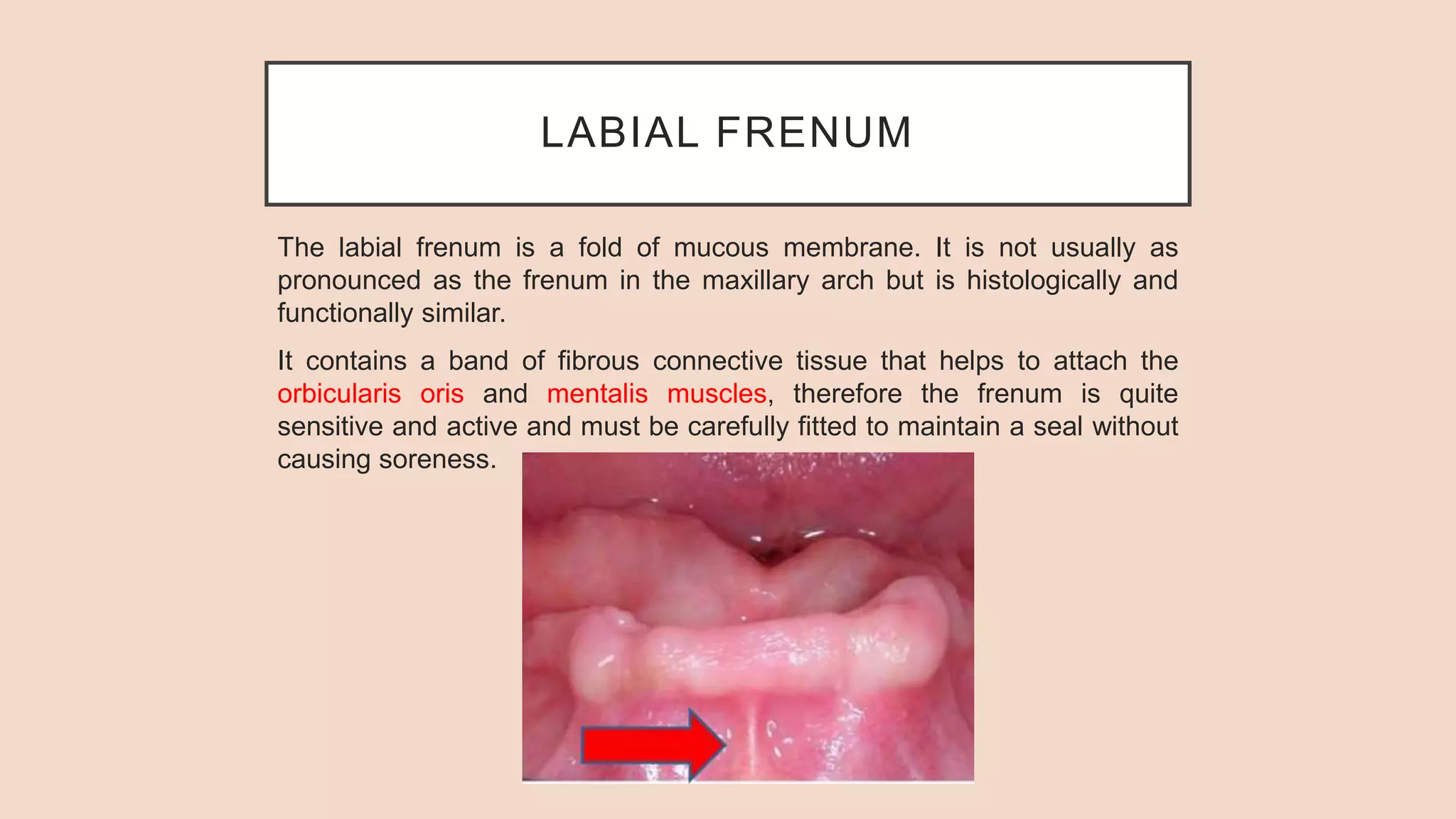 Mandibular anatomical landmarks | PPTX