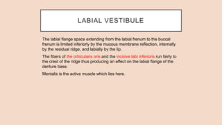 Mandibular anatomical landmarks | PPTX