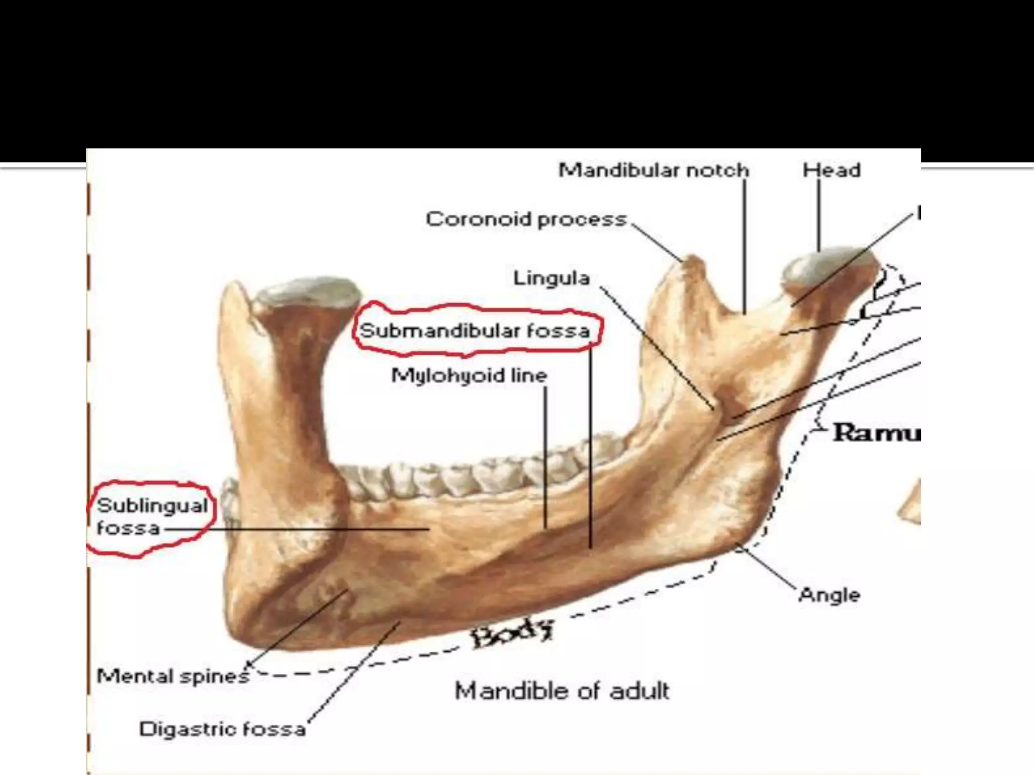 Mandibular anatomy for dental implant | PPTX