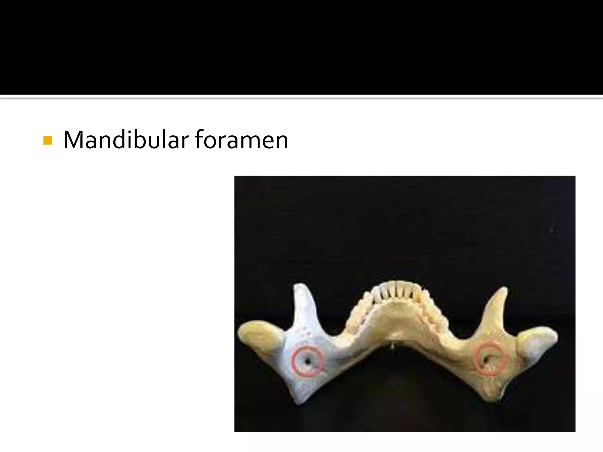 Mandibular anatomy for dental implant | PPTX