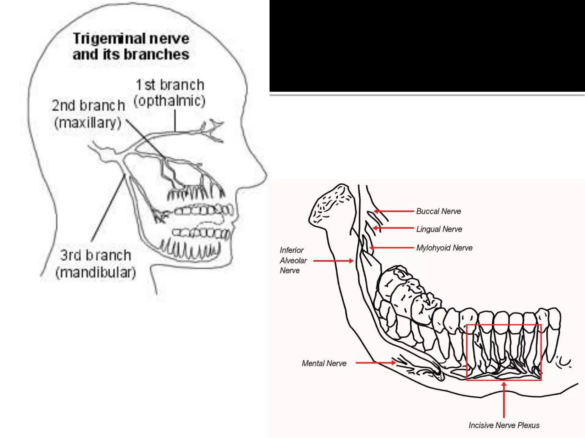 Mandibular anatomy for dental implant | PPTX