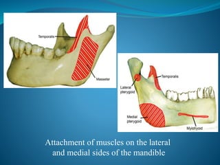 Mandibular Angle Fractures | PPTX