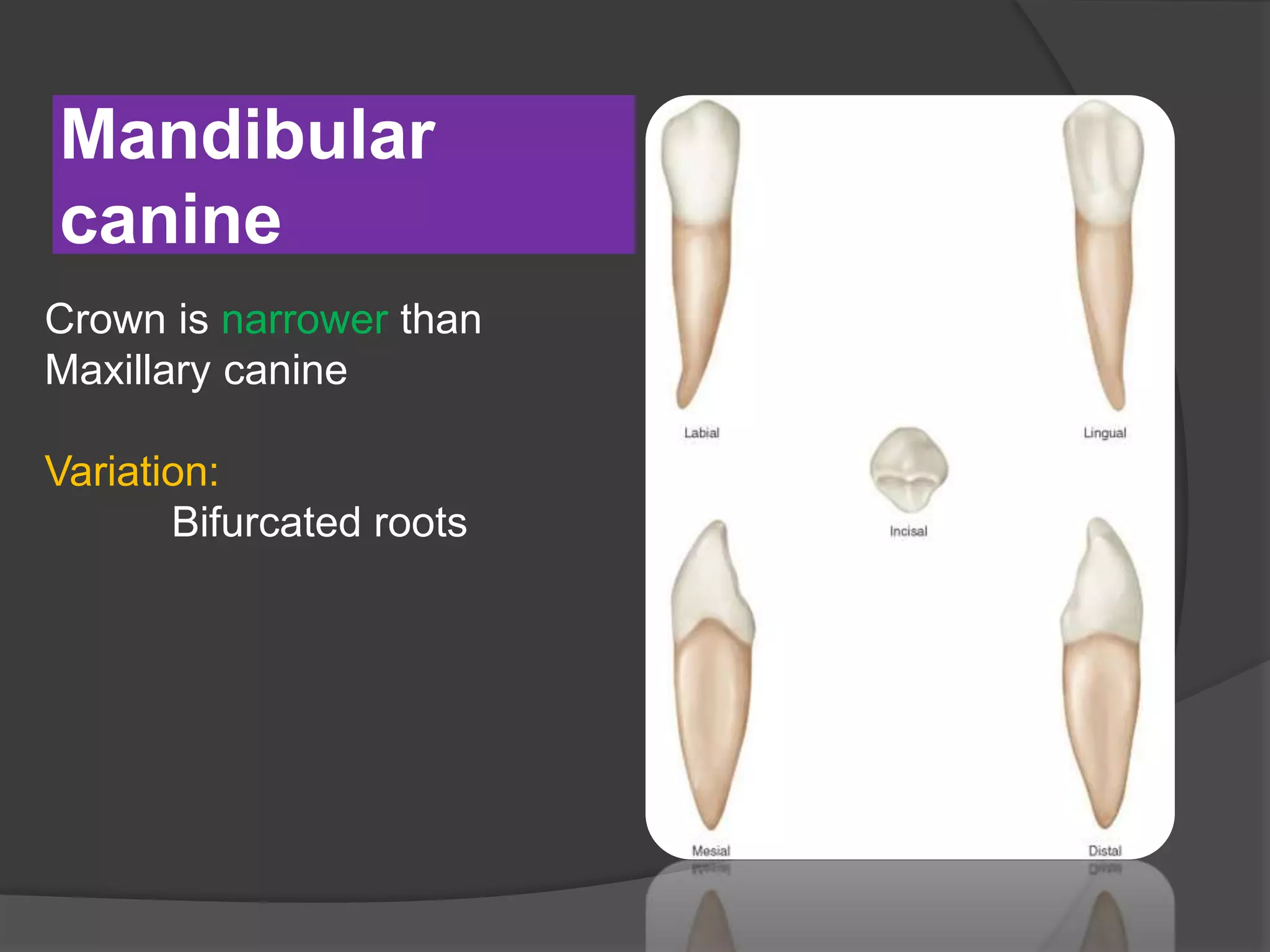 PERMANENT MANDIBULAR CANINE/CUSPID | PPTX