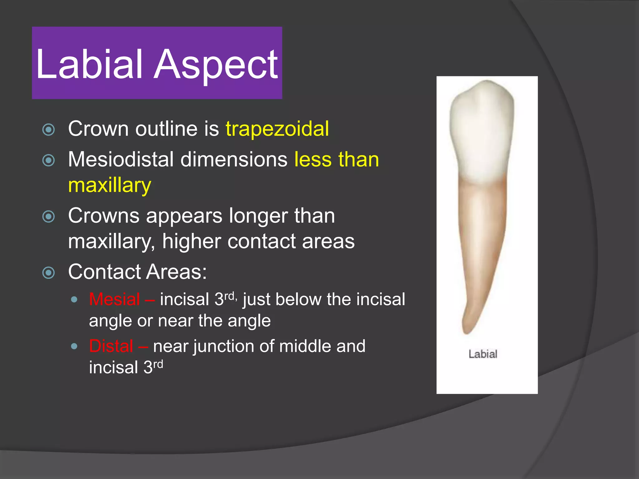 PERMANENT MANDIBULAR CANINE/CUSPID | PPTX