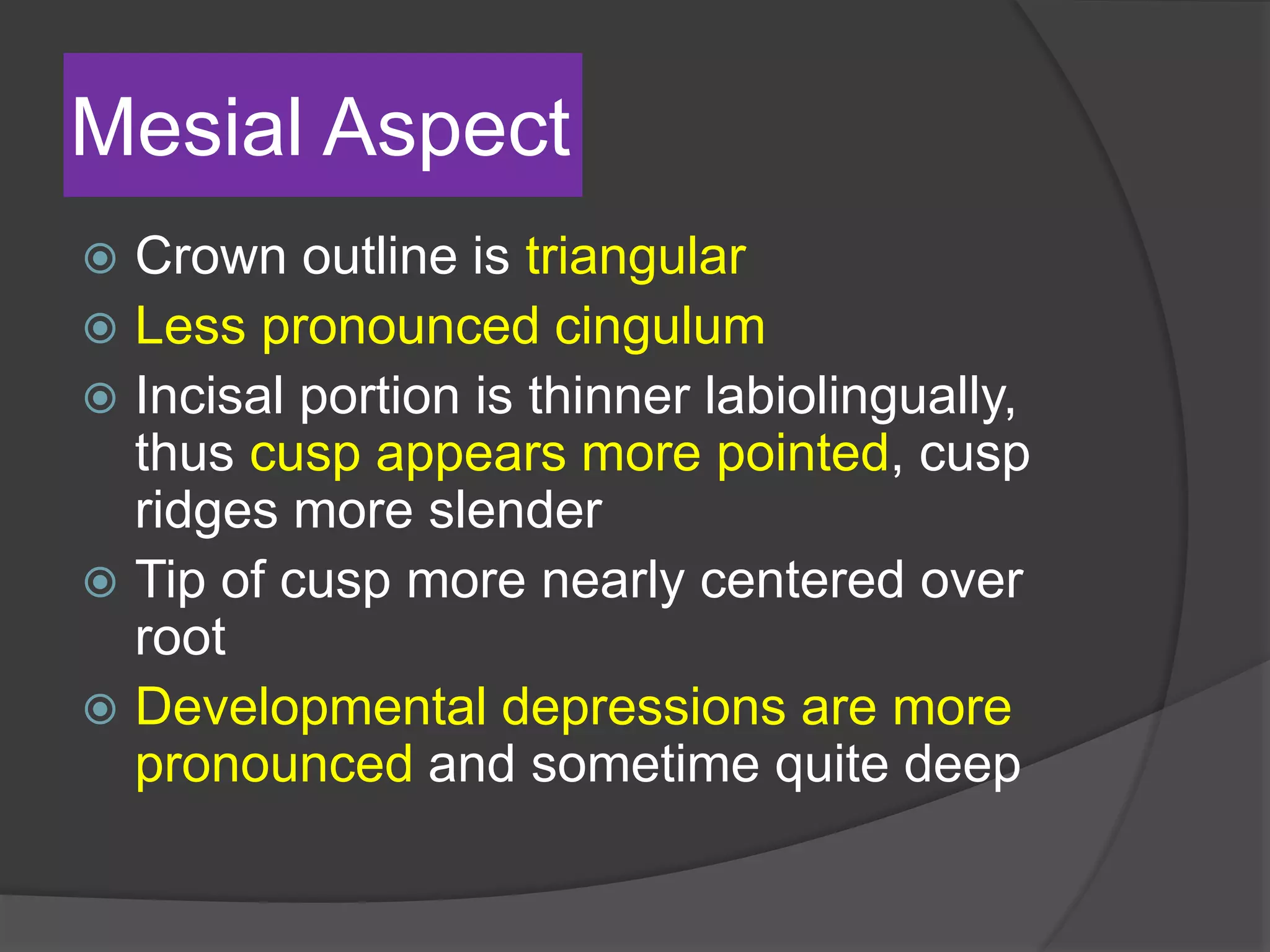 PERMANENT MANDIBULAR CANINE/CUSPID | PPTX