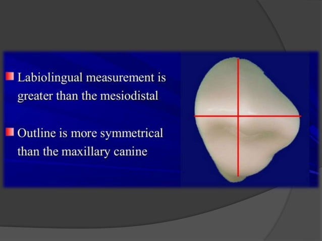 PERMANENT MANDIBULAR CANINE/CUSPID | PPTX