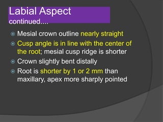 PERMANENT MANDIBULAR CANINE/CUSPID | PPTX