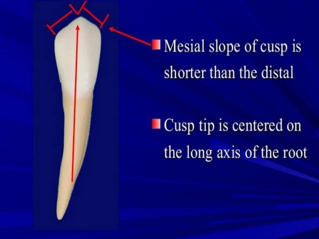 PERMANENT MANDIBULAR CANINE/CUSPID | PPTX