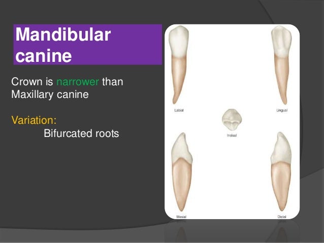 PERMANENT MANDIBULAR CANINE/CUSPID