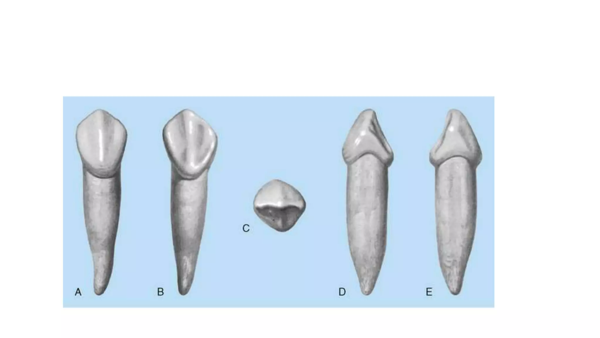Mandibular canine | PPTX