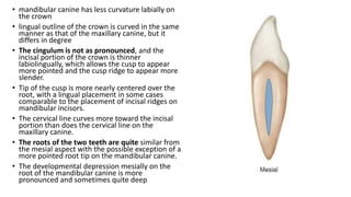 Mandibular canine | PPTX