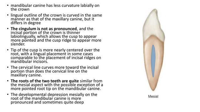 Mandibular canine | PPTX