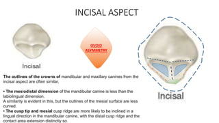 Mandibular canine | PPTX
