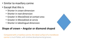Mandibular canine | PPTX