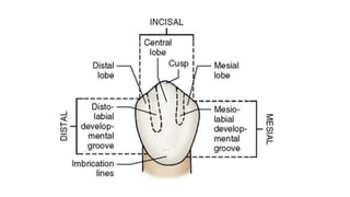 Mandibular canine | PPTX