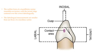 Mandibular canine | PPTX