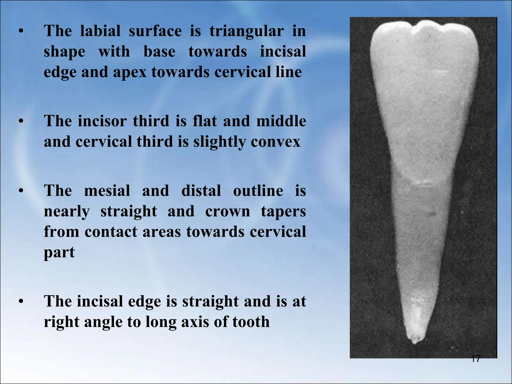 MANDIBULAR CENTRAL AND LATERAL INCISOR.ppt