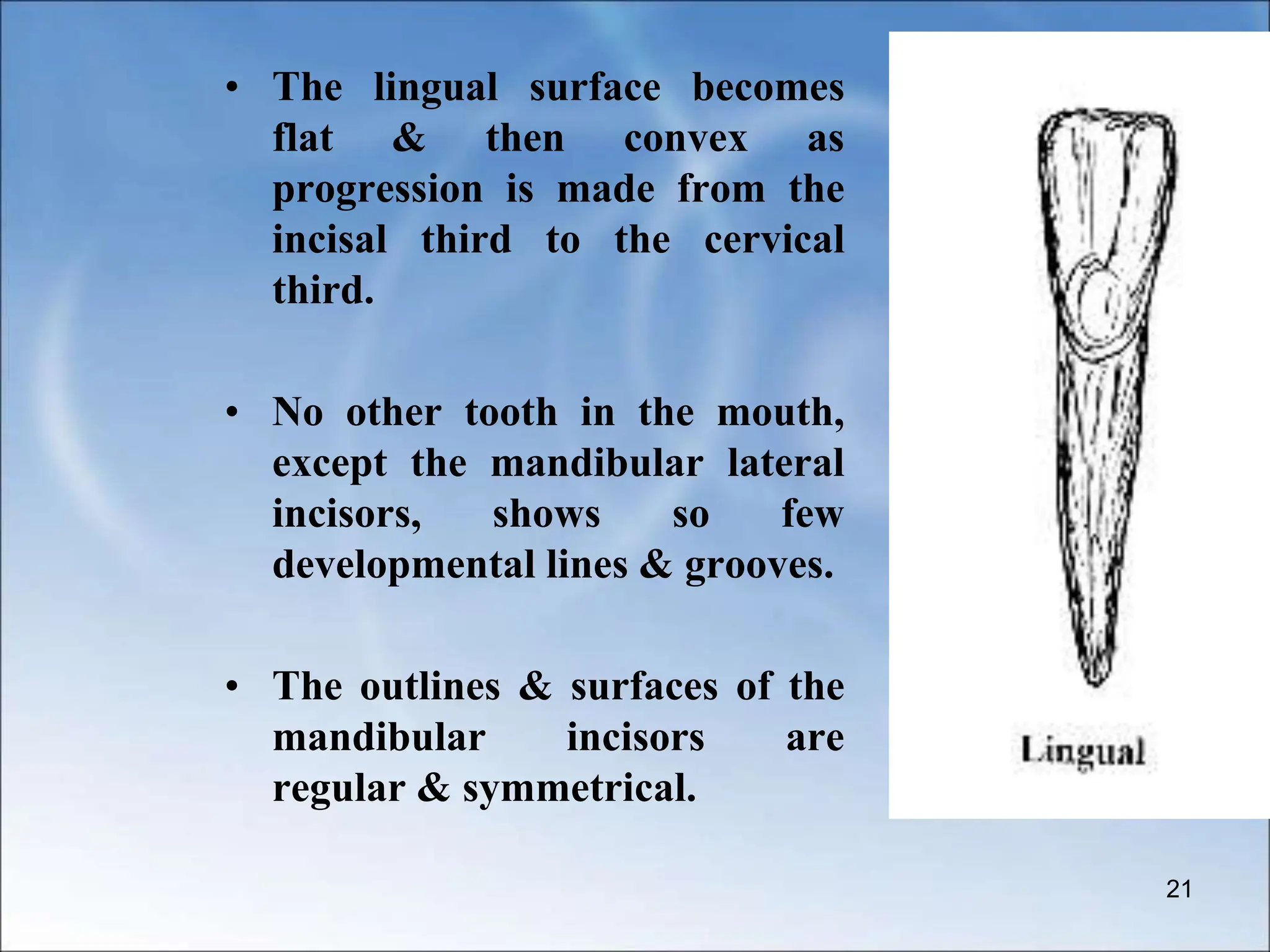 MANDIBULAR CENTRAL AND LATERAL INCISOR.ppt