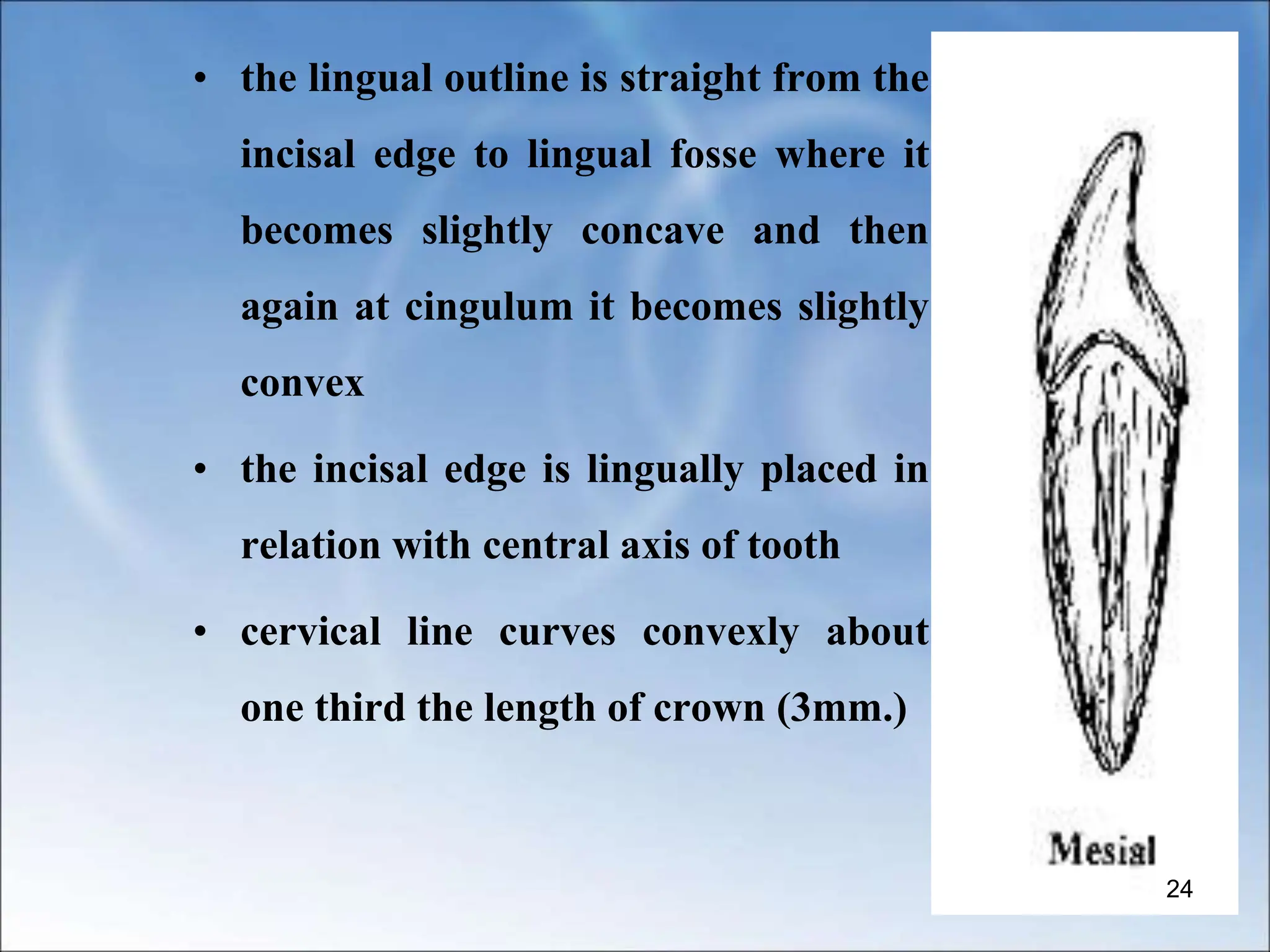 MANDIBULAR CENTRAL AND LATERAL INCISOR.ppt
