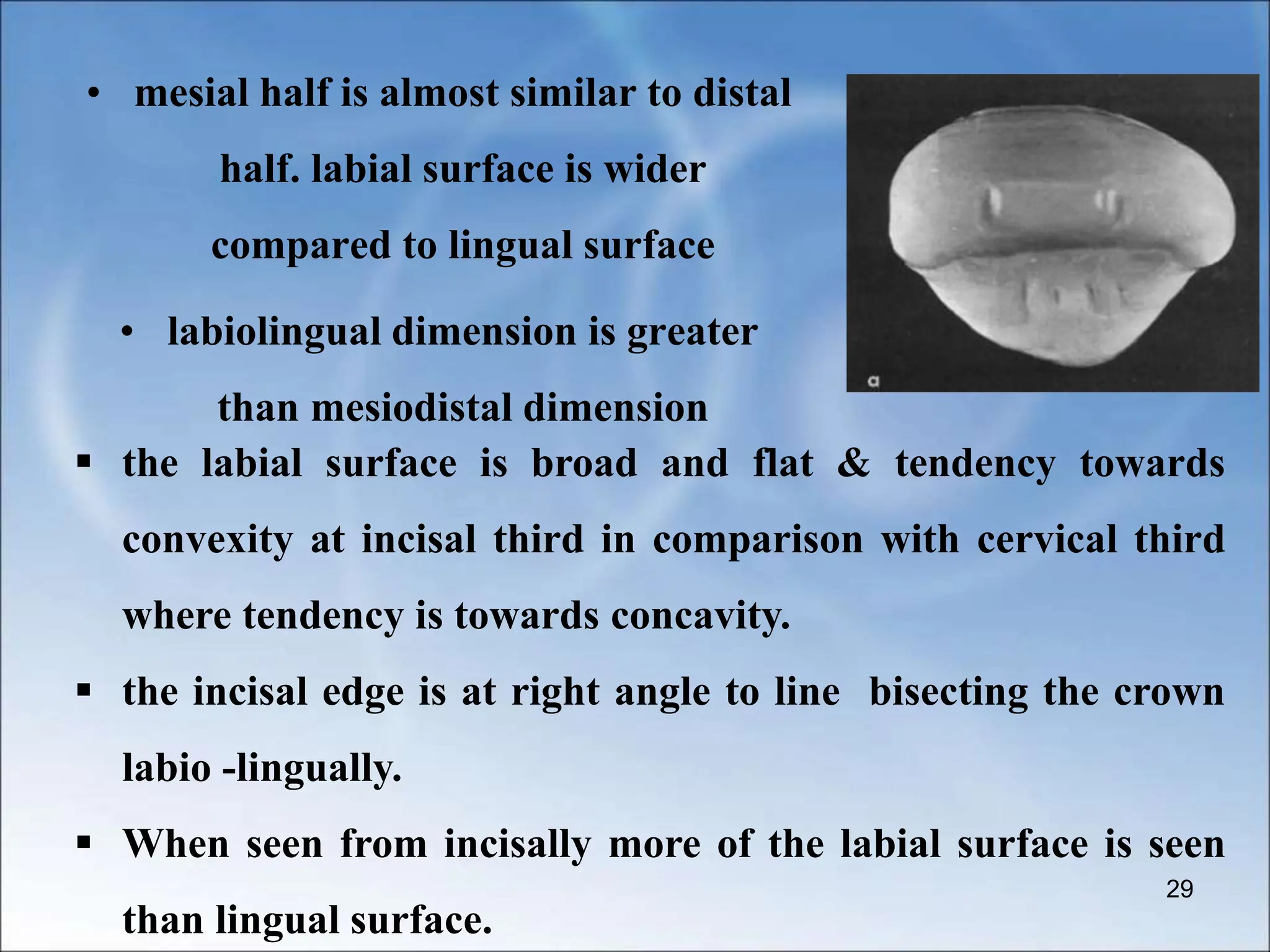 MANDIBULAR CENTRAL AND LATERAL INCISOR.ppt