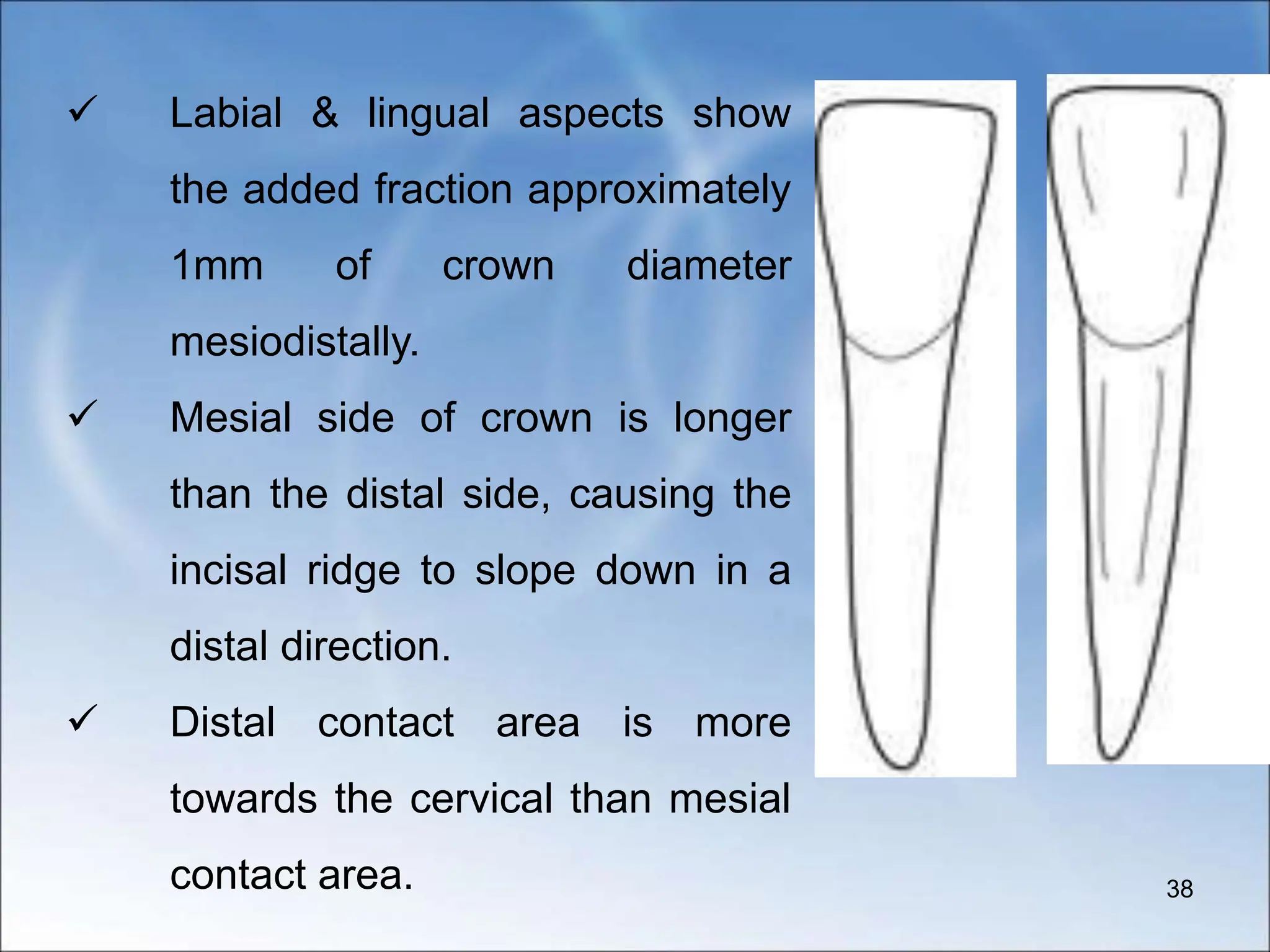 MANDIBULAR CENTRAL AND LATERAL INCISOR.ppt