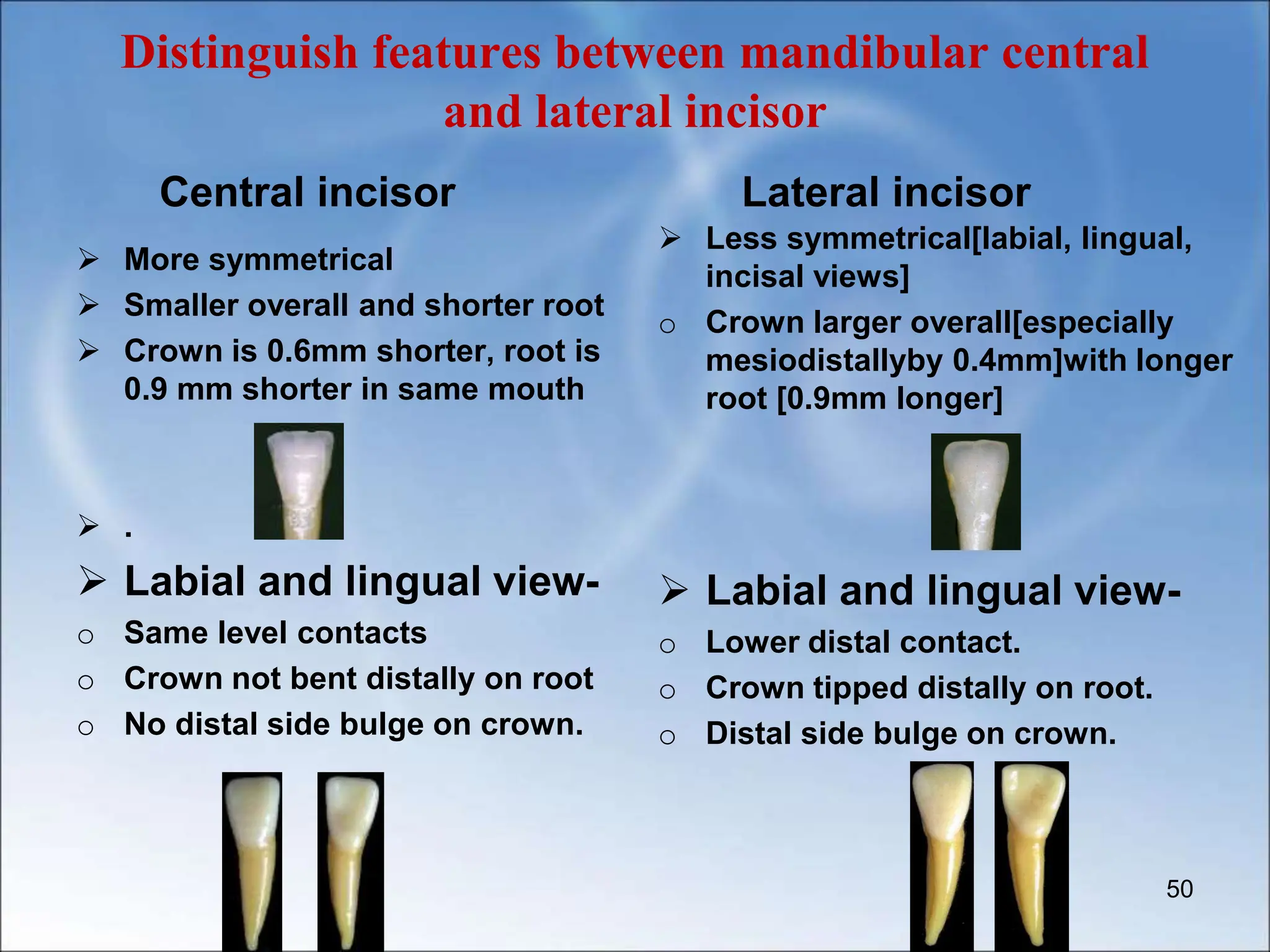 MANDIBULAR CENTRAL AND LATERAL INCISOR.ppt