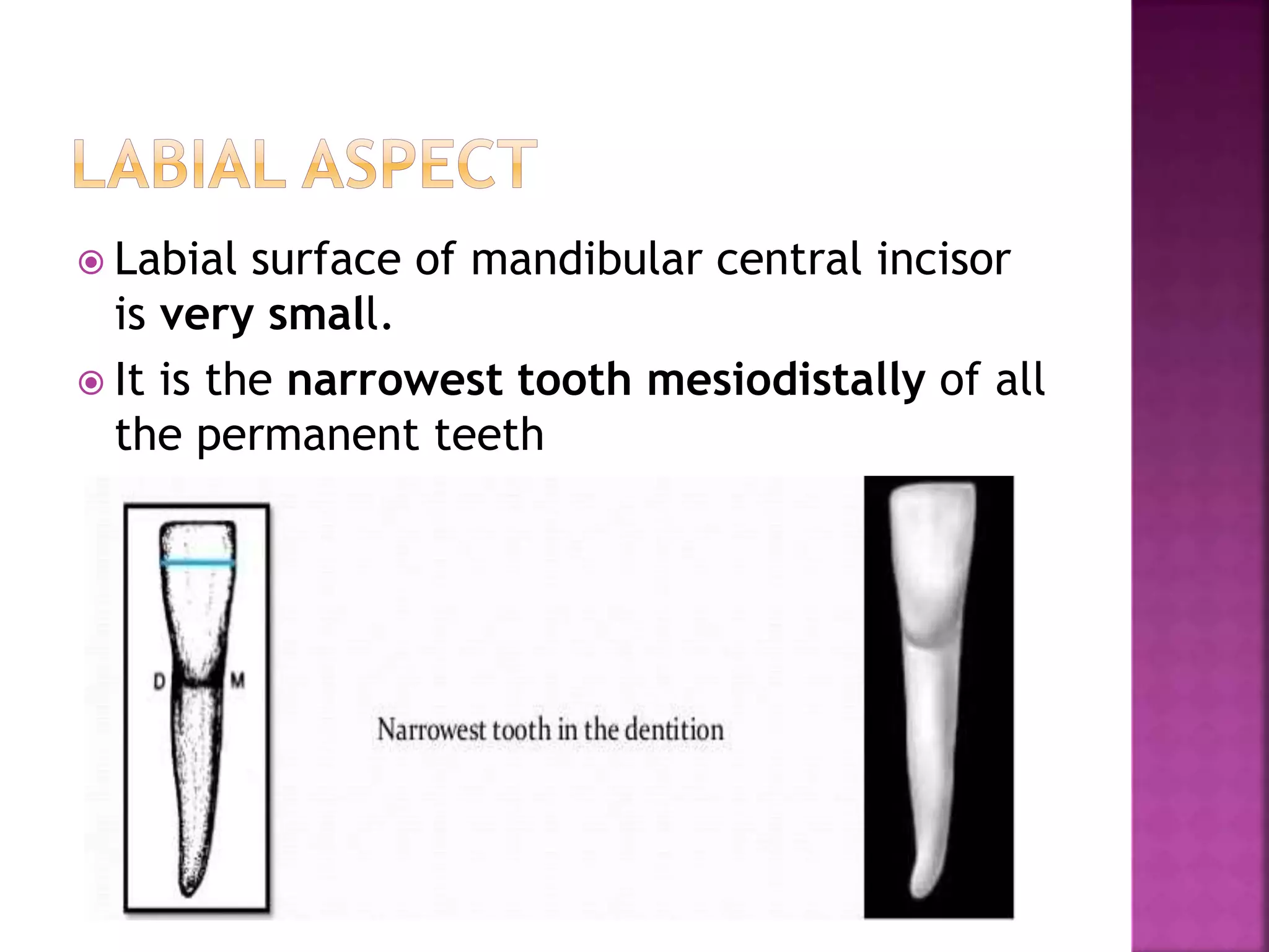 Permanent Mandibular Central Incisor | PPTX