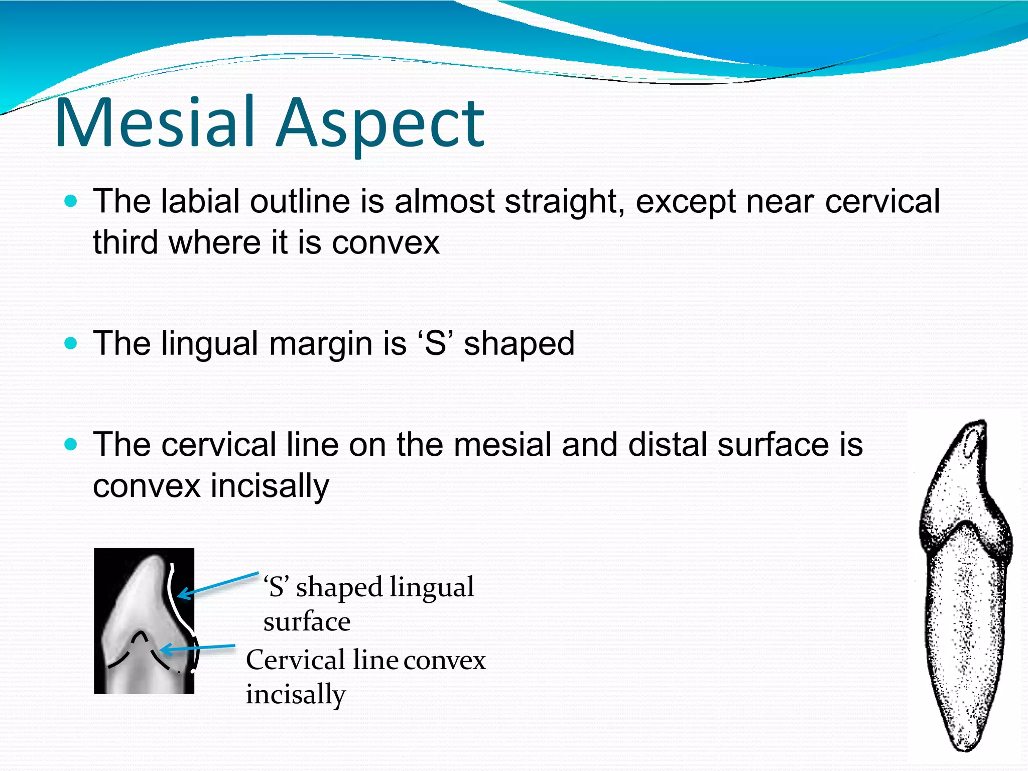 Mandibular central incisor | PPTX