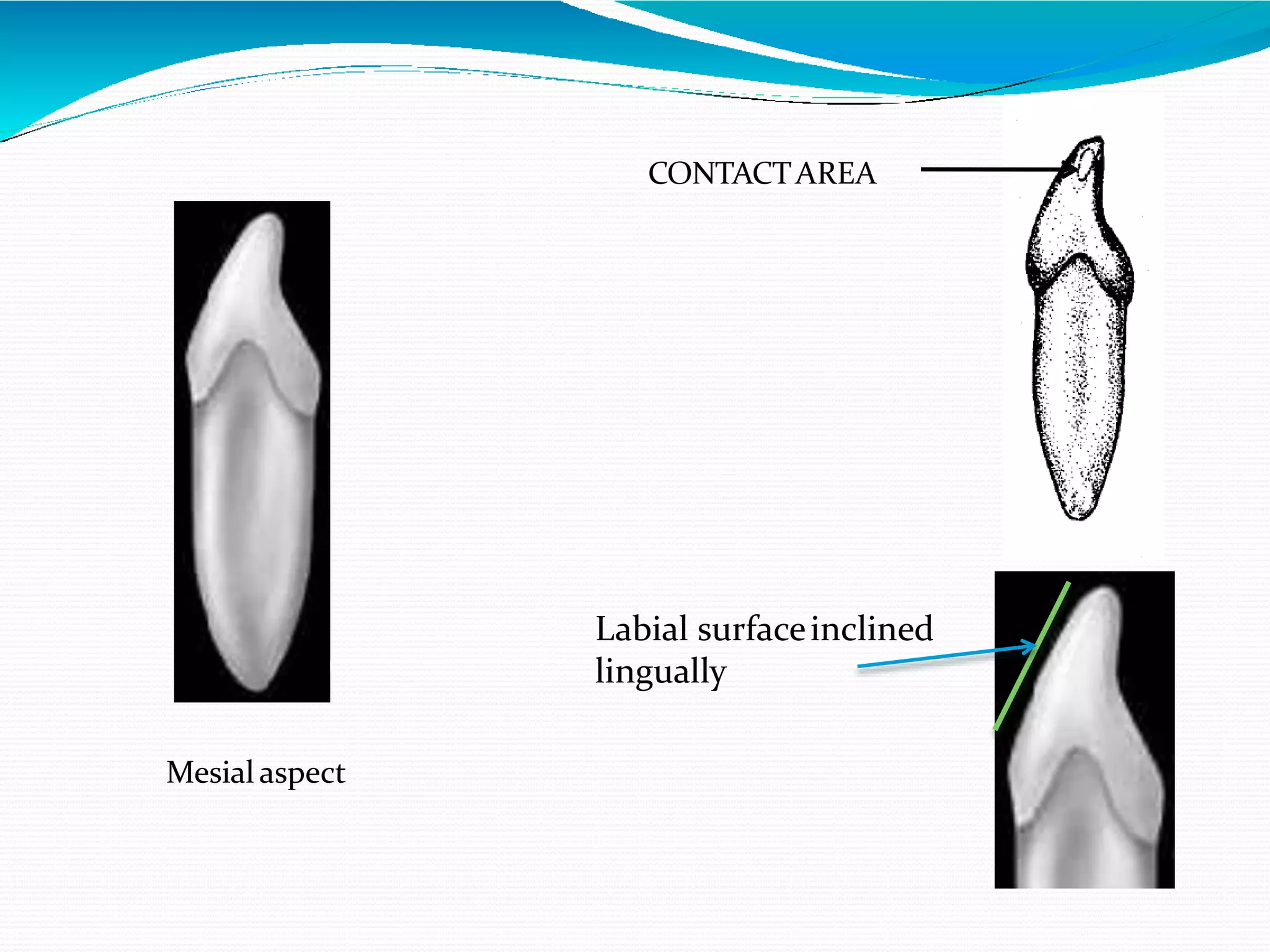 Mandibular central incisor | PPTX