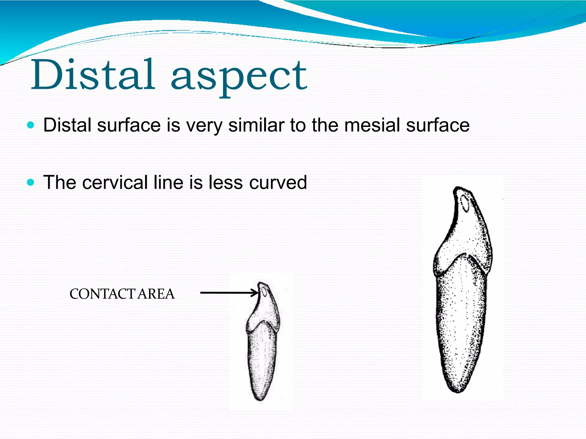 Mandibular central incisor | PPTX