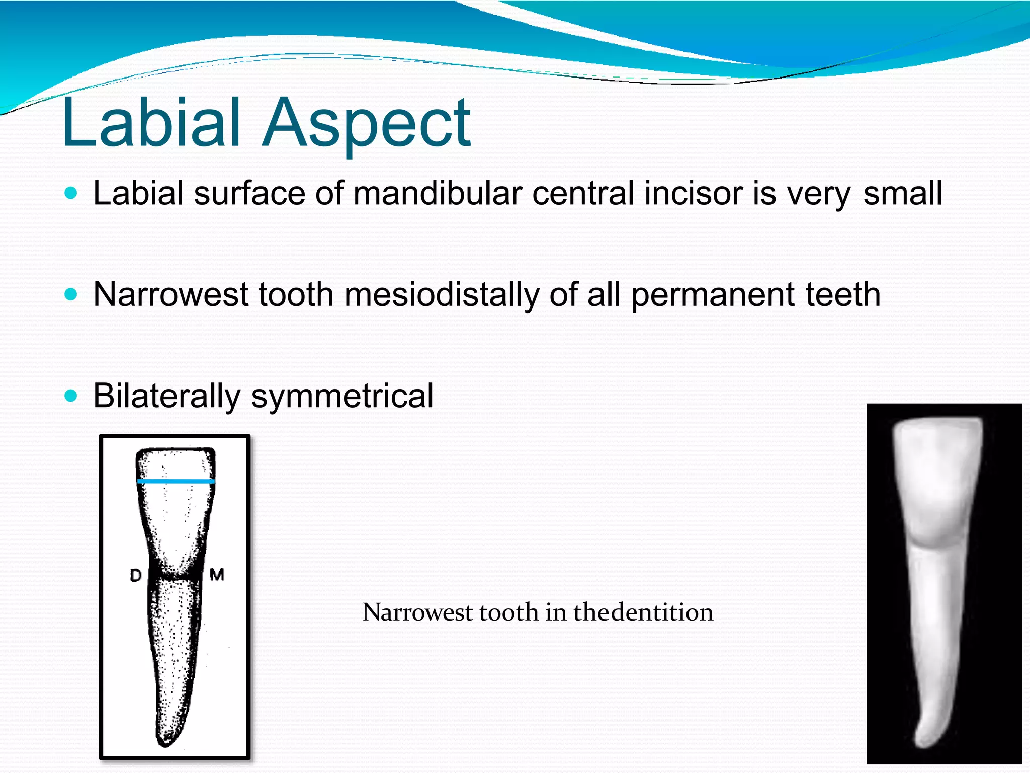 Mandibular central incisor | PPTX