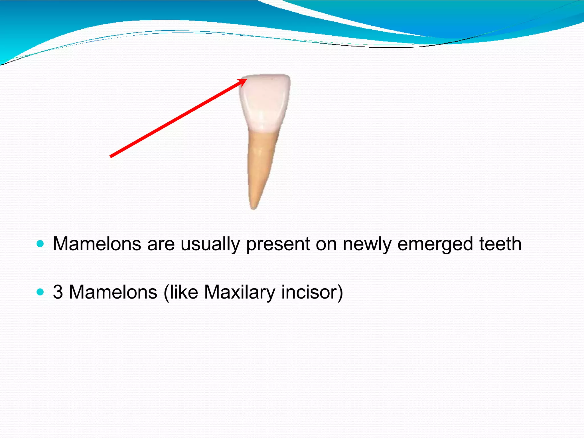 Mandibular central incisor | PPTX