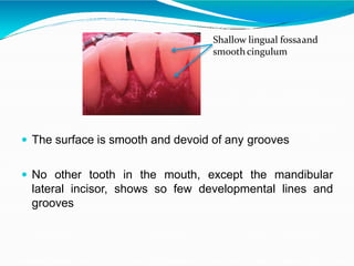 Mandibular central incisor | PPTX