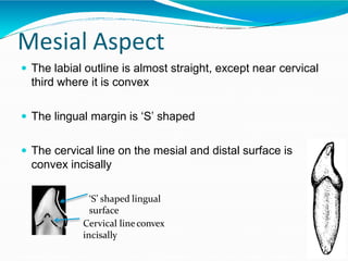 Mandibular central incisor | PPTX