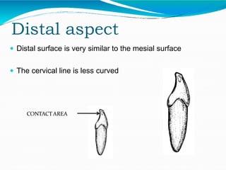 Mandibular central incisor | PPTX