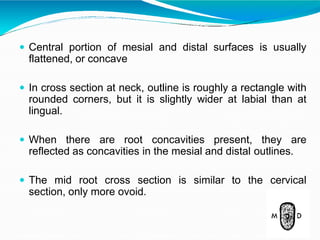 Mandibular central incisor | PPTX