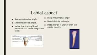 mandibular central versus lateral tooth morphologypptx | PPT