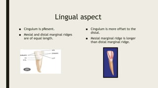 mandibular central versus lateral tooth morphologypptx | PPT
