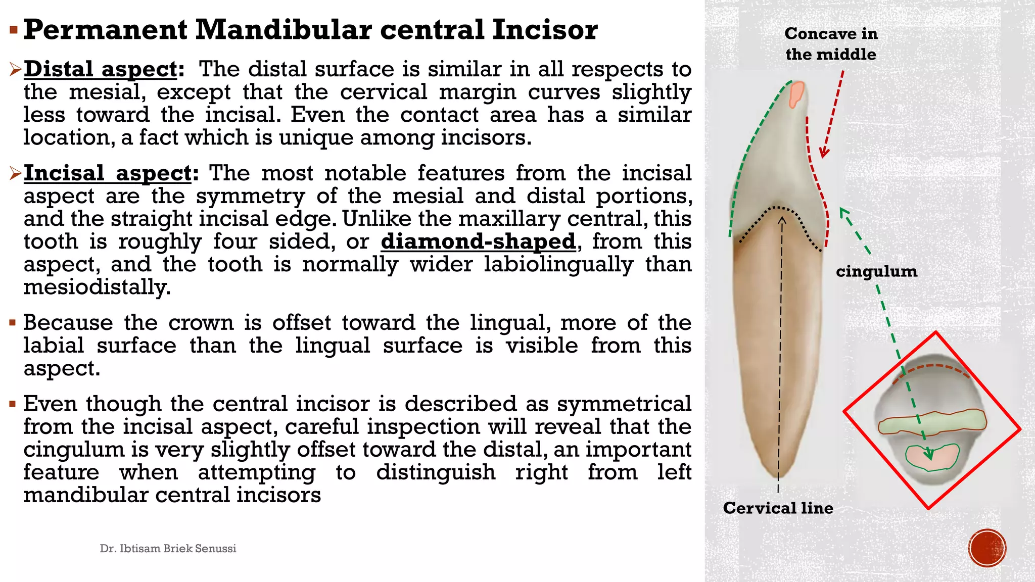 The mandibular incisors | PDF