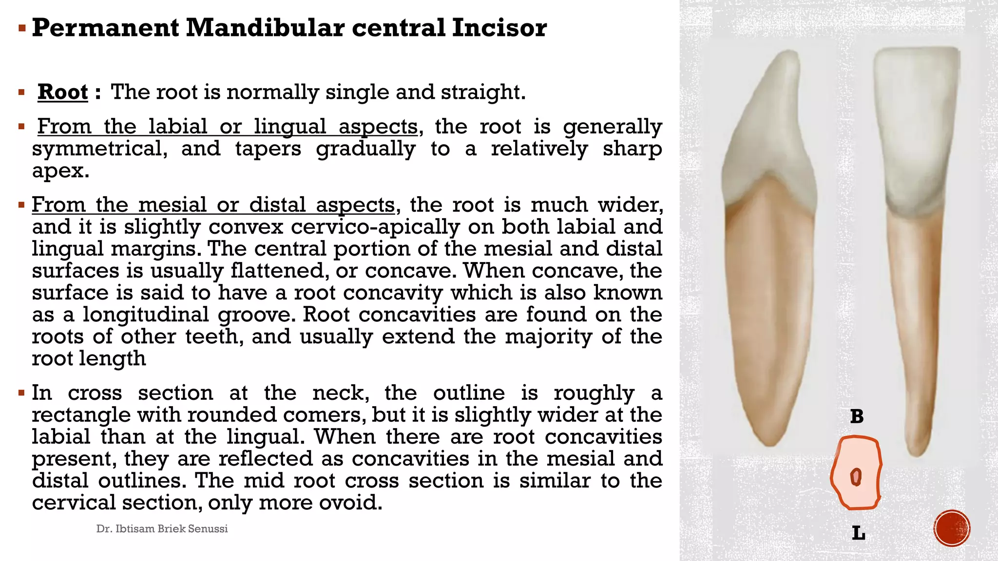 The mandibular incisors | PDF