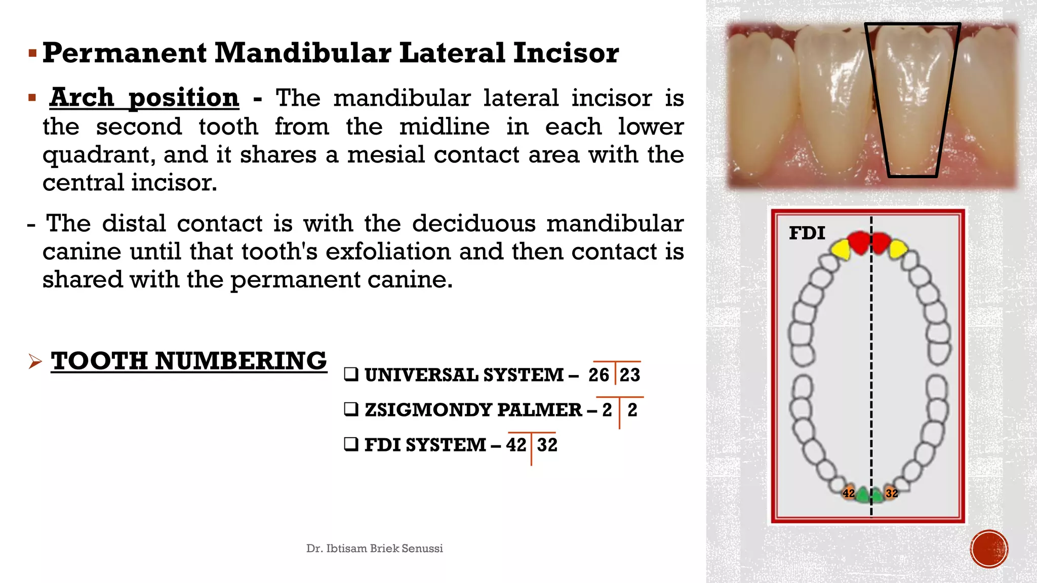 The mandibular incisors | PDF