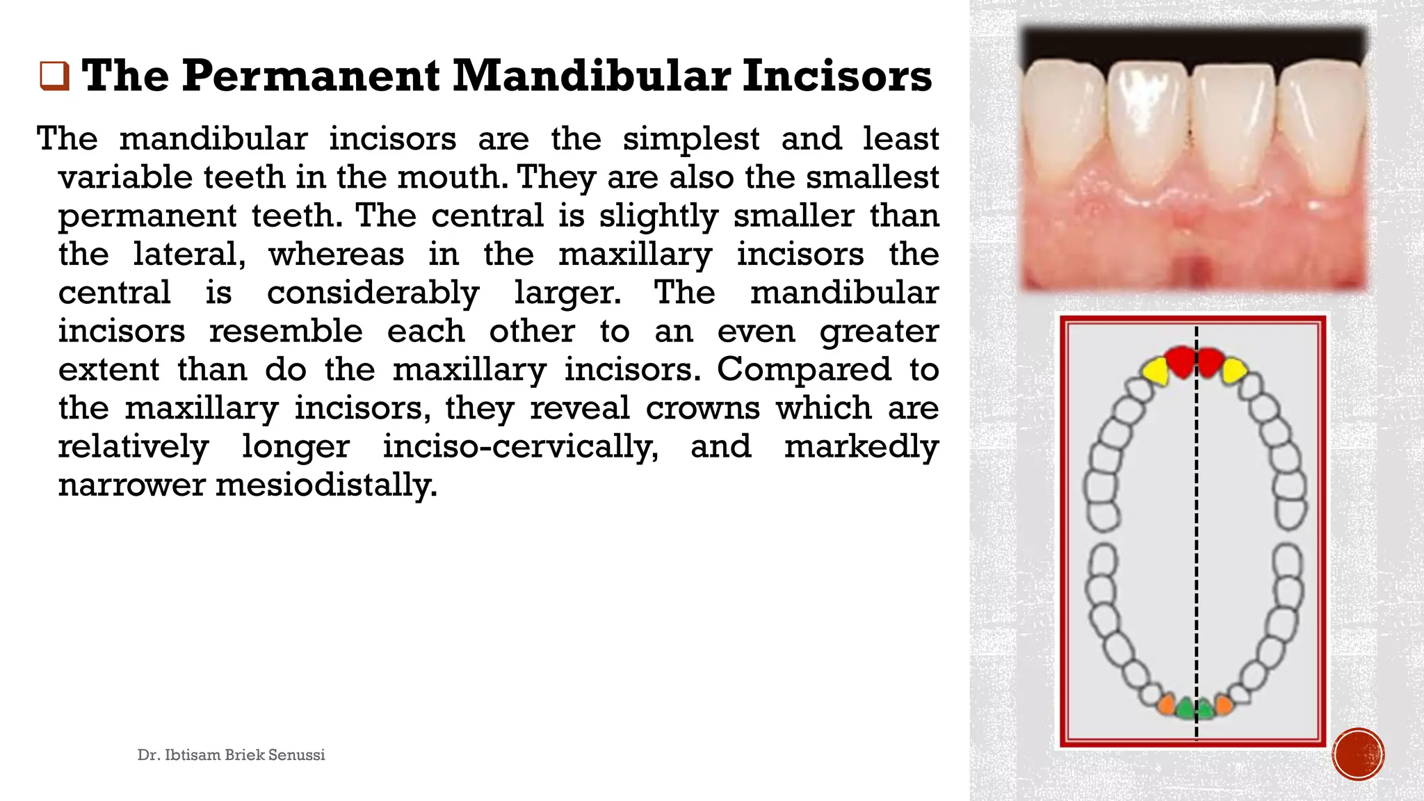The mandibular incisors | PDF